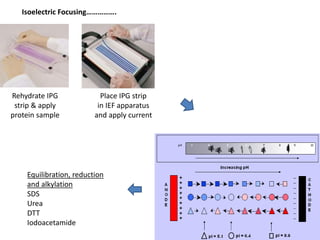 2 d gel electrophoresis | PPTX