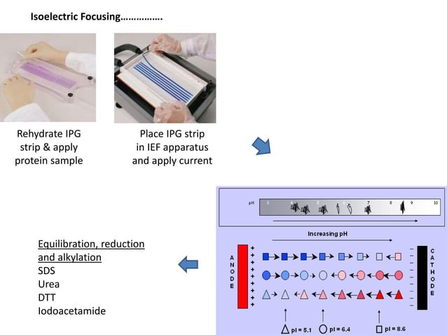 2 d gel electrophoresis | PPTX