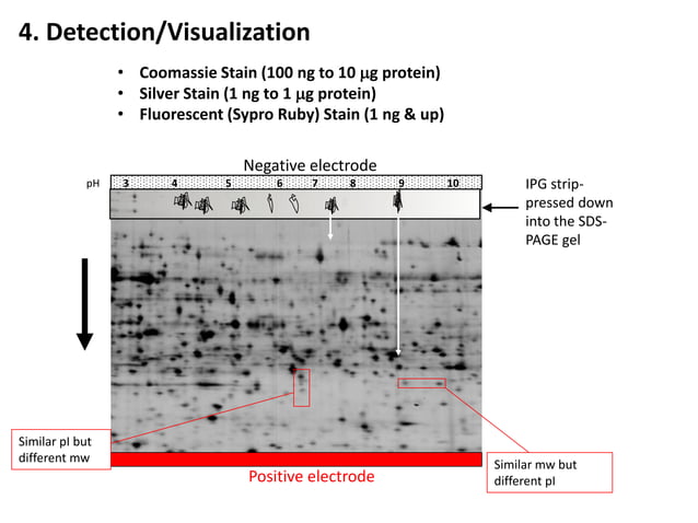 2 d gel electrophoresis | PPTX