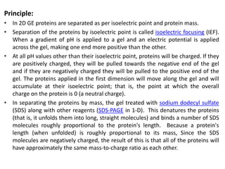 2 d gel electrophoresis | PPTX