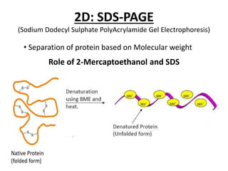 2 d gel electrophoresis | PPTX