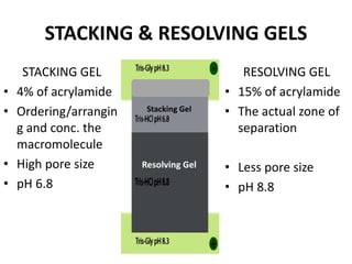 2 d gel electrophoresis | PPTX