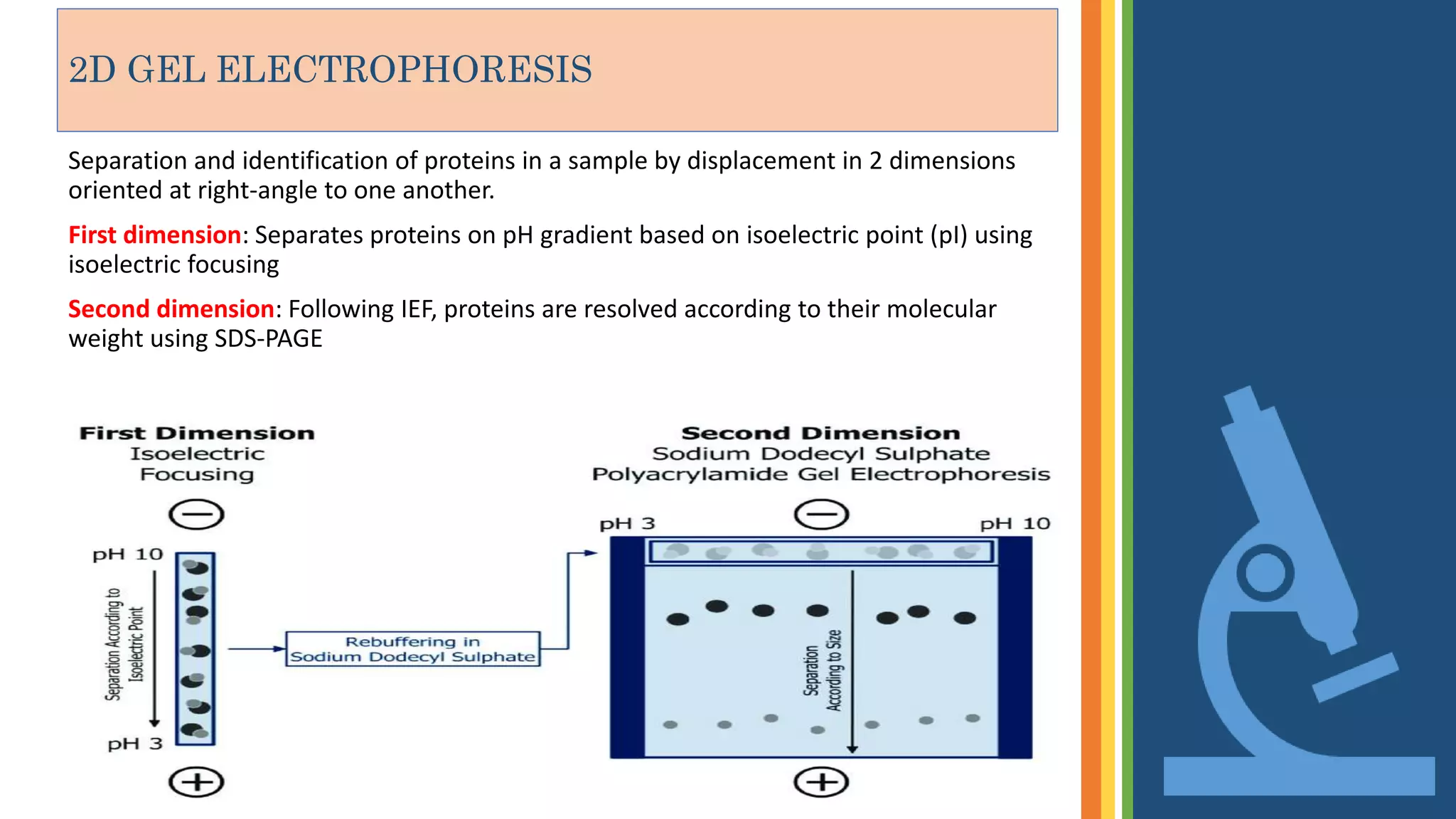 2 d gel electrophoresis | PPTX