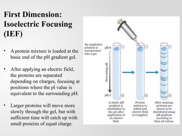 2 Dimensional Gel Electrophoresis (2-DE) | PPT
