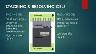 2-D gel Electrophoresis of proteinn.pptx