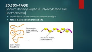 2-D gel Electrophoresis of proteinn.pptx