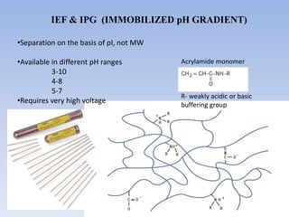 2 d gel electrophresis | PPTX
