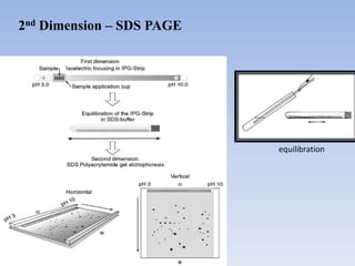 2 d gel electrophresis | PPTX