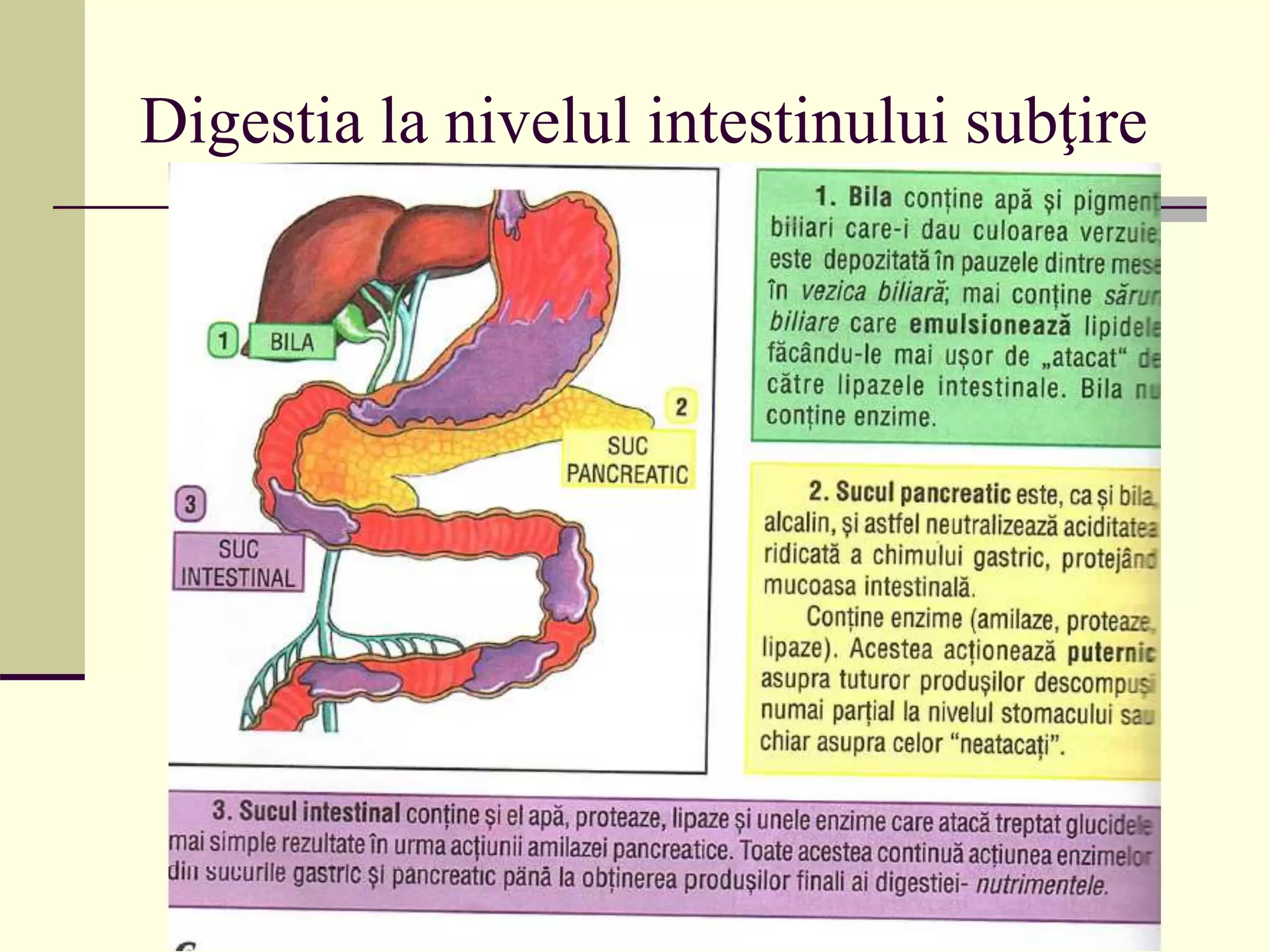 2_digestia.ppt