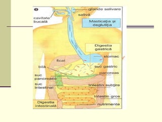 2_digestia.ppt