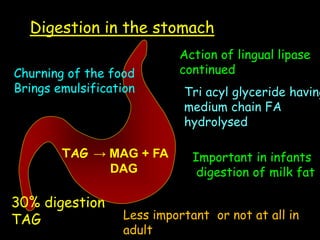Digestion and absorption of lipid | PPTX
