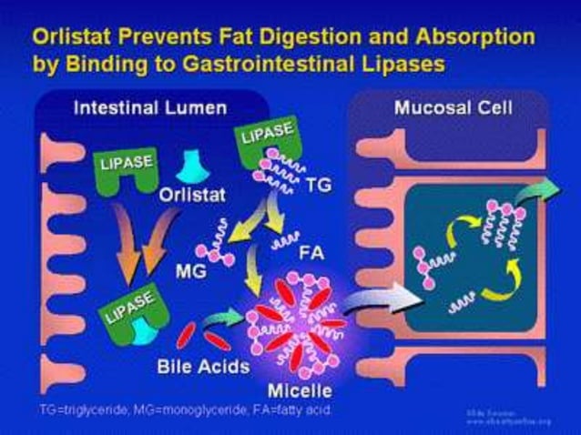 Digestion and absorption of lipid | PPTX