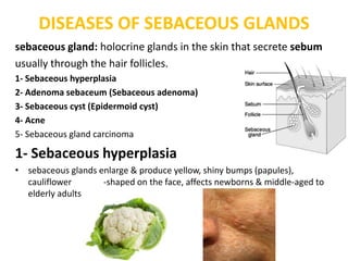 dermatology. disorders of sebaceous and sweat glands.(dr.faraydwn) | PPTX