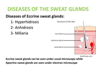Sebaceous Sweat Gland
