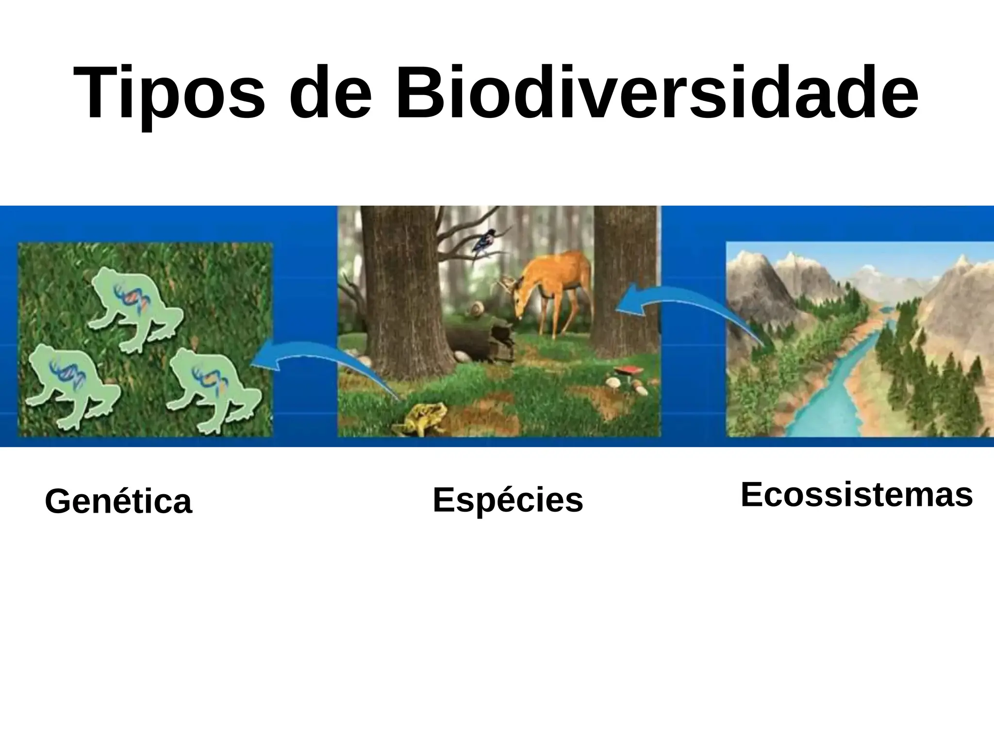 Diversidade - Biodiversidade, Agrodiversidade, Sociodiversidade ...