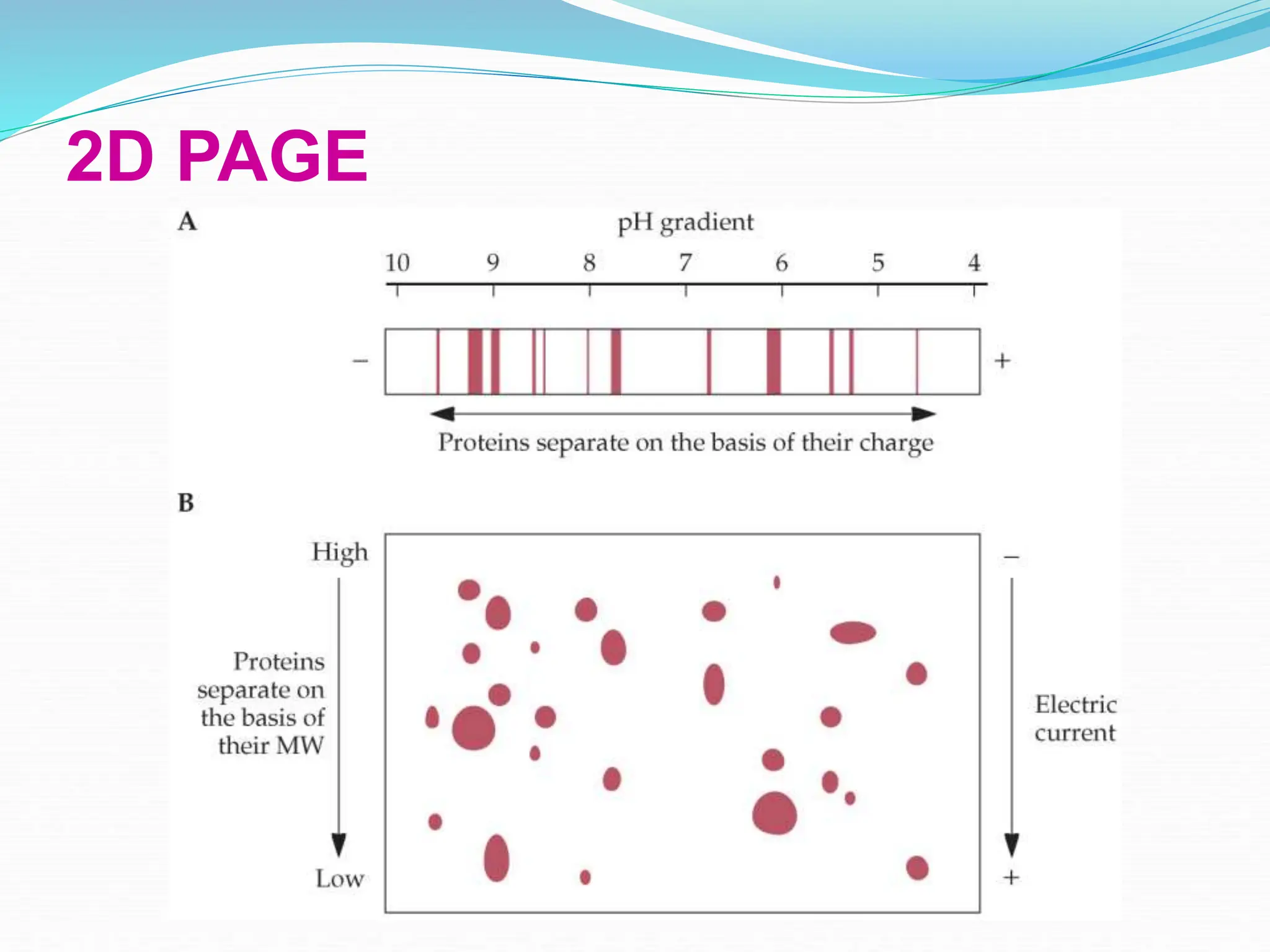 2D_Mass_Spectrometry_and_MICROARRAY_techniques | PPT
