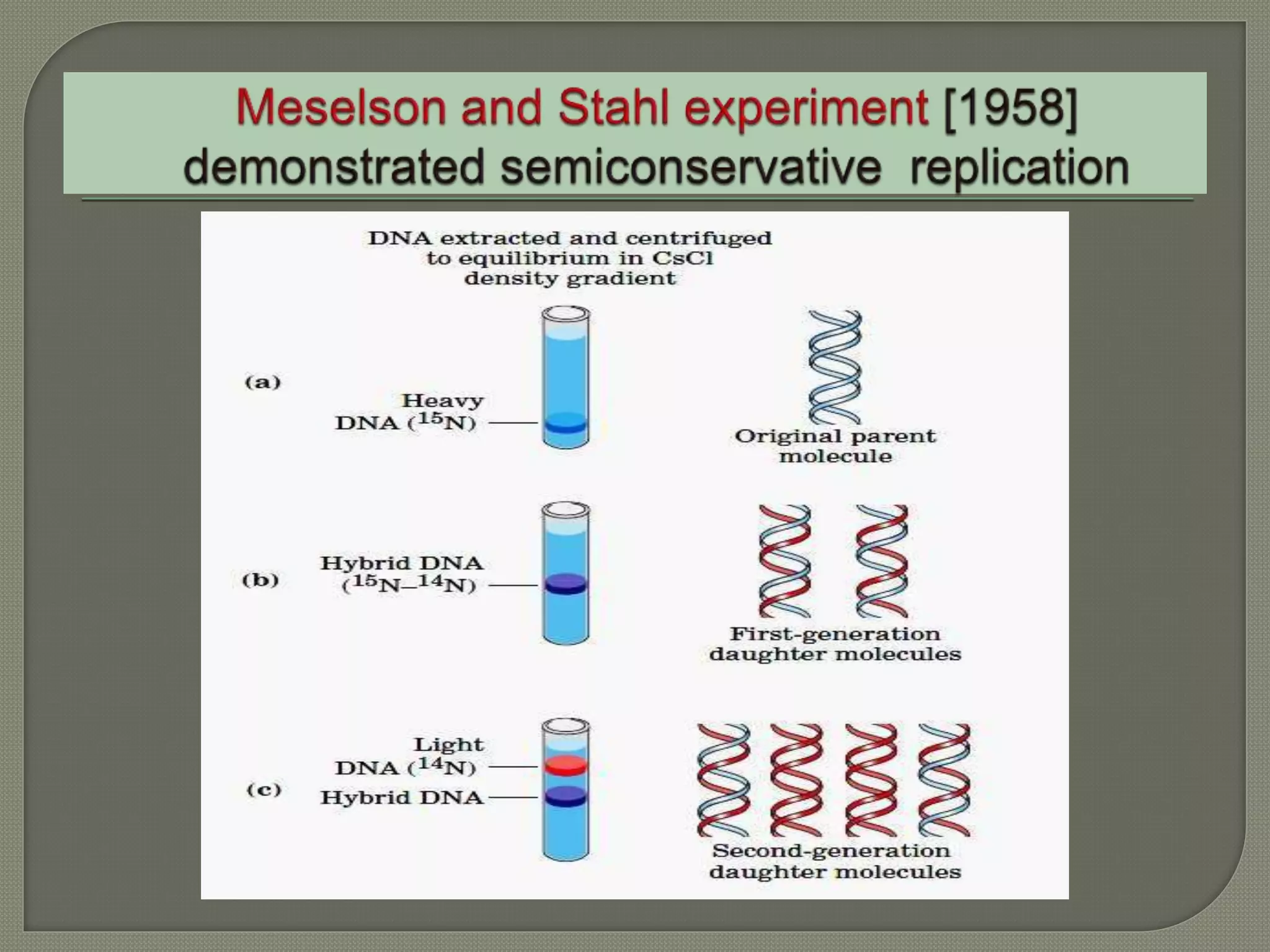 2 dna replication pro & euk. | PPTX