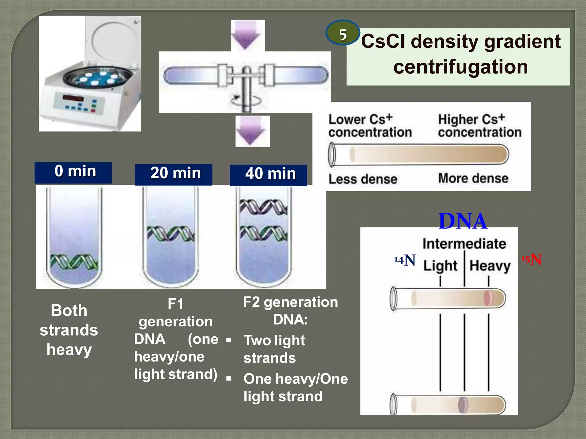 2 dna replication pro & euk. | PPTX