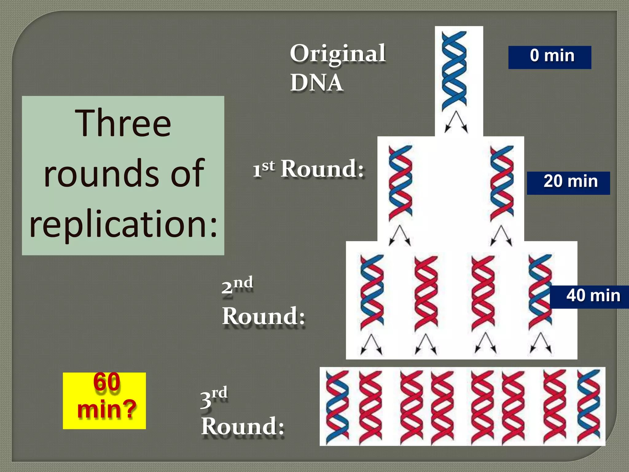 2 dna replication pro & euk. | PPTX
