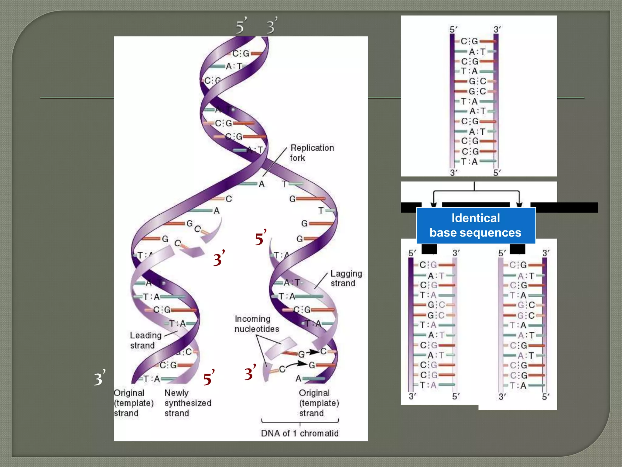 2 dna replication pro & euk. | PPTX