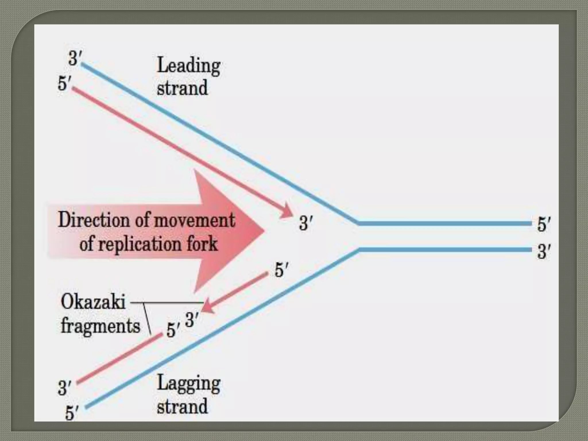 2 dna replication pro & euk. | PPTX