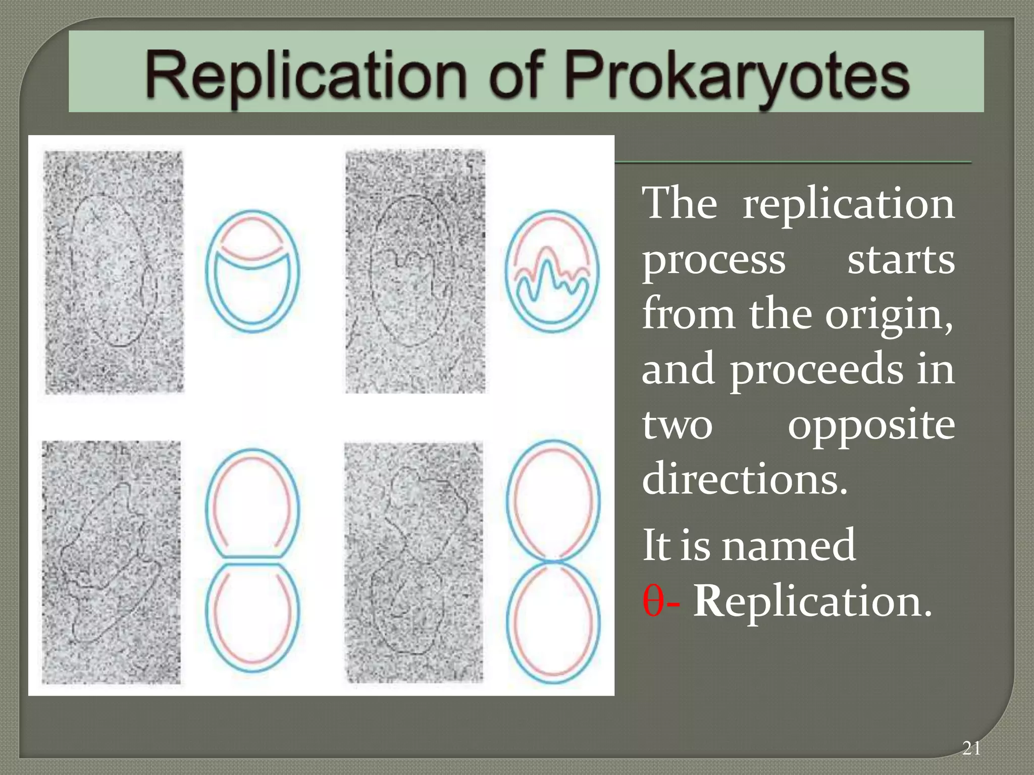 2 dna replication pro & euk. | PPTX