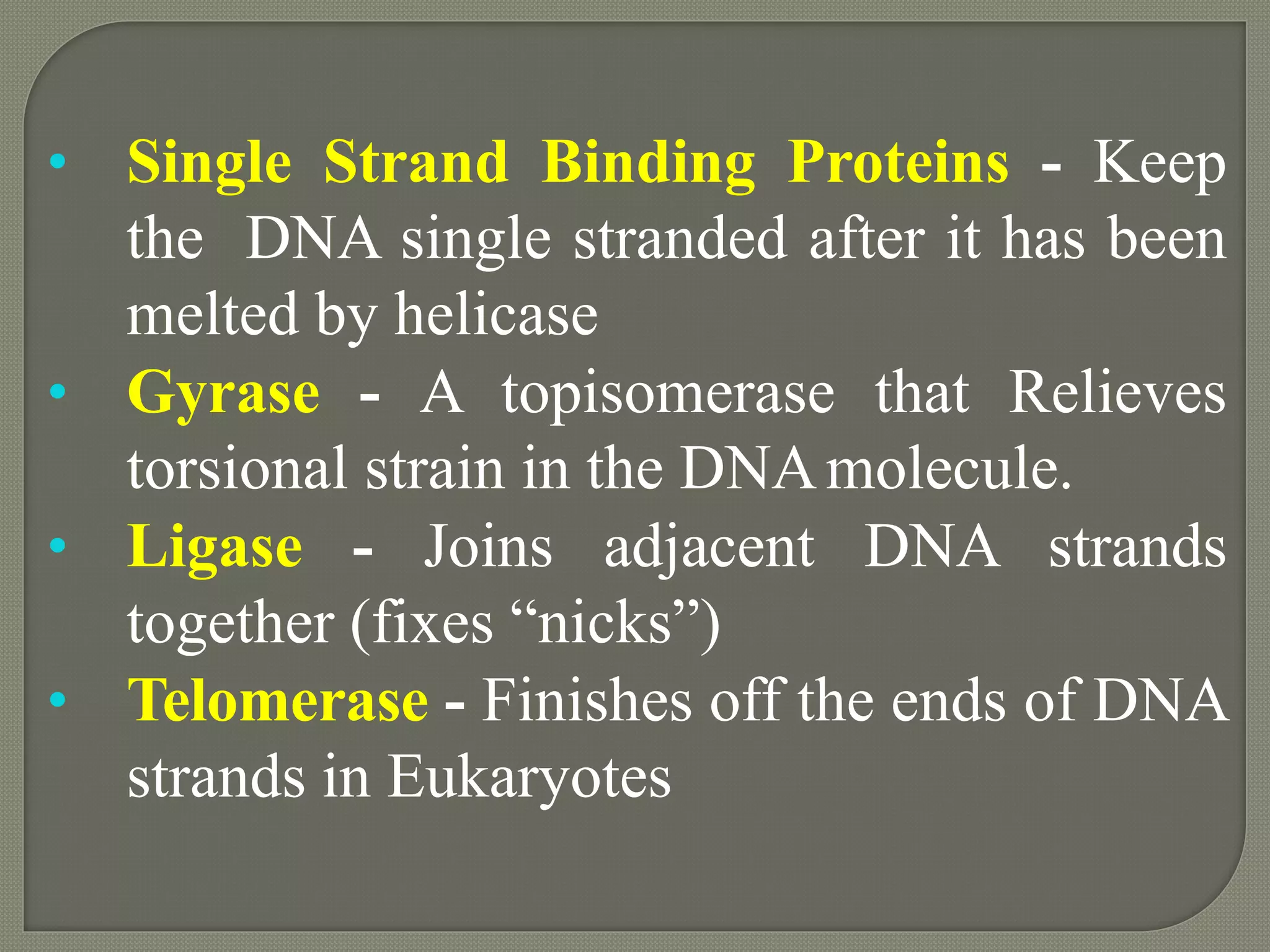 2 dna replication pro & euk. | PPTX