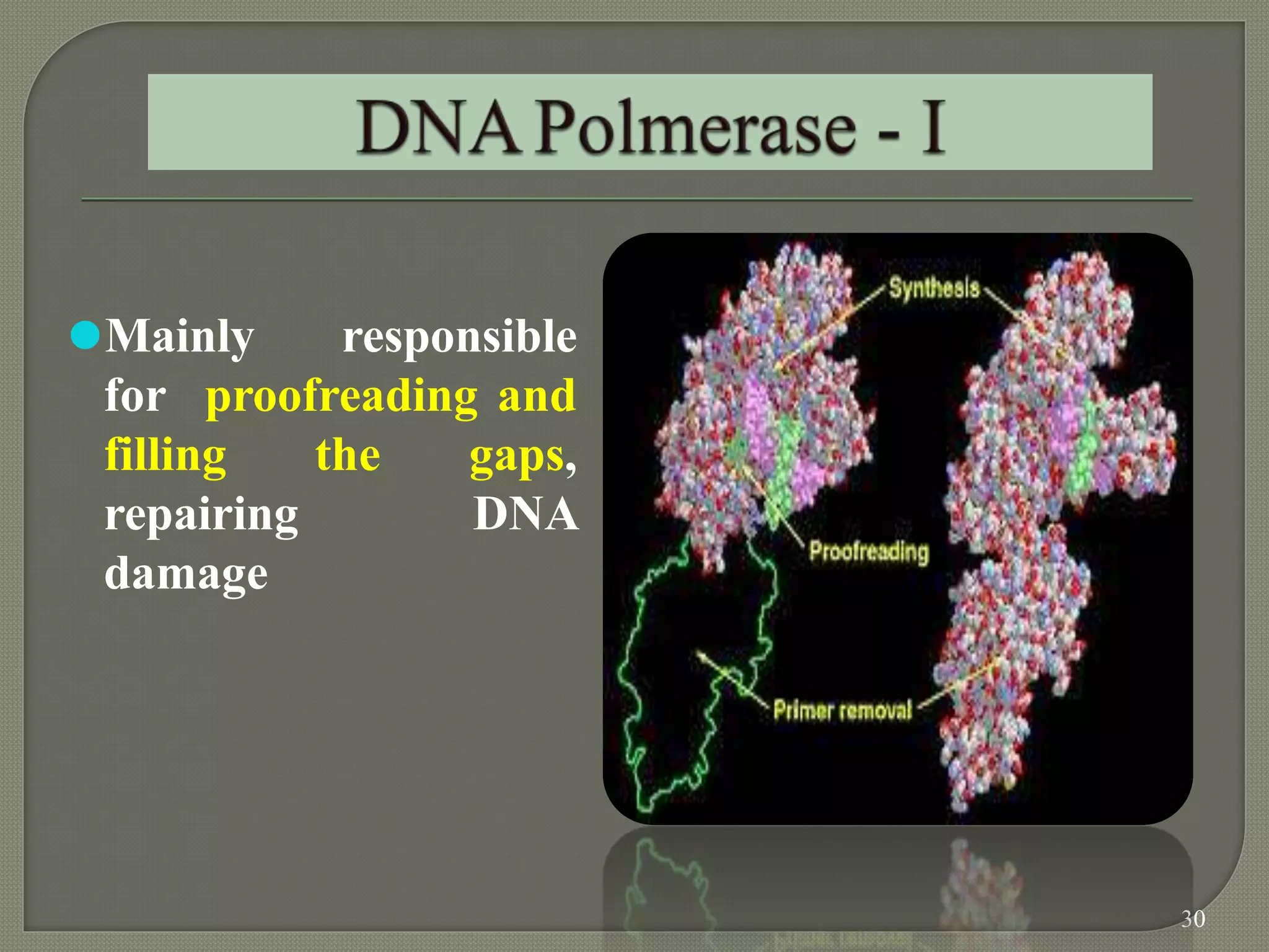 2 dna replication pro & euk. | PPTX