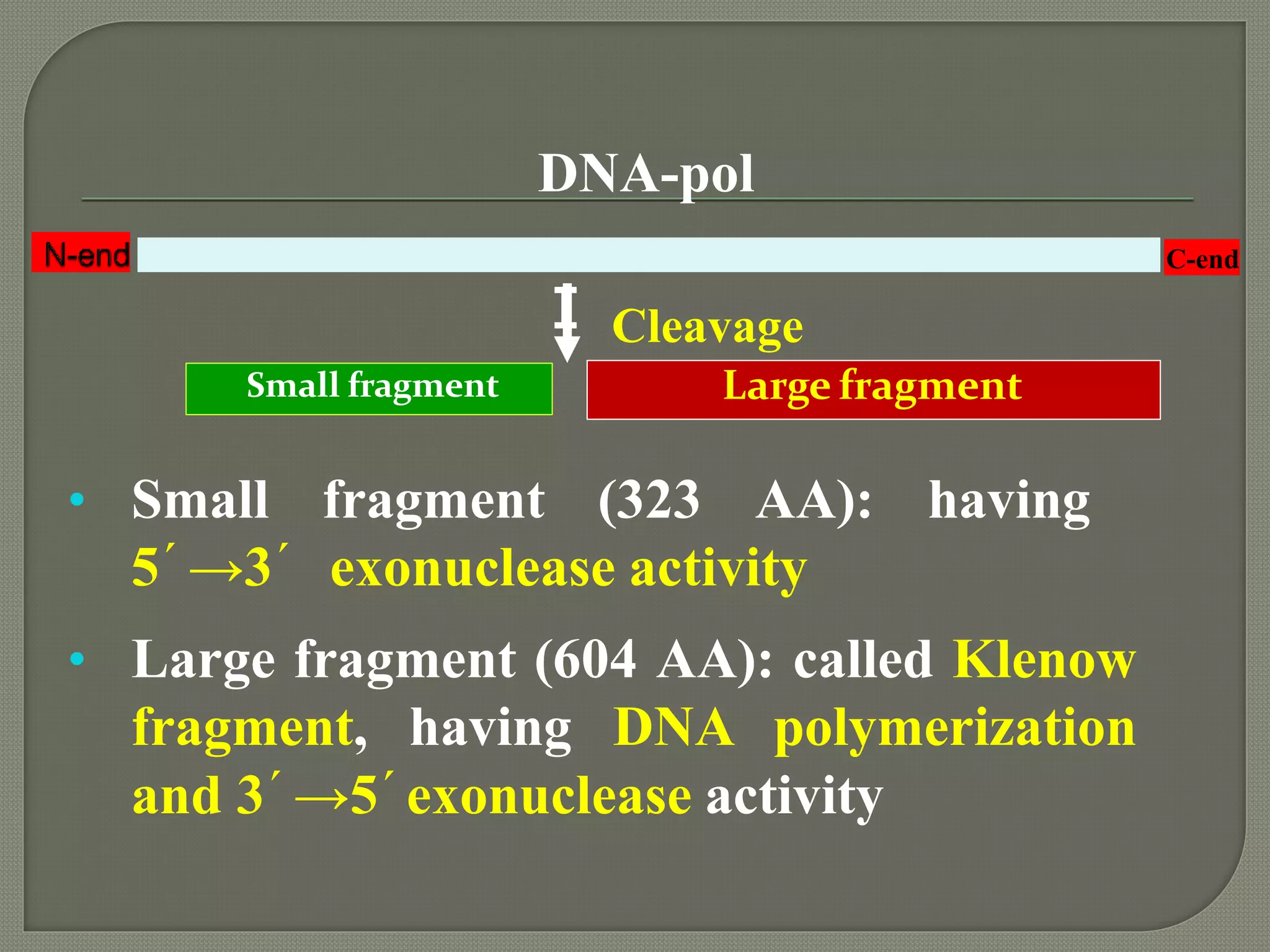2 dna replication pro & euk. | PPTX