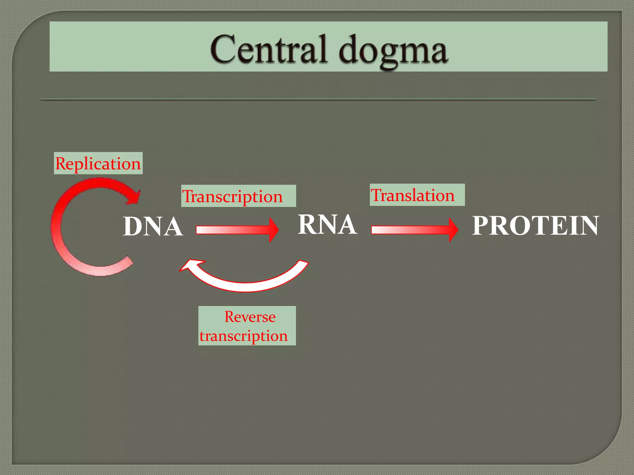 2 dna replication pro & euk. | PPTX