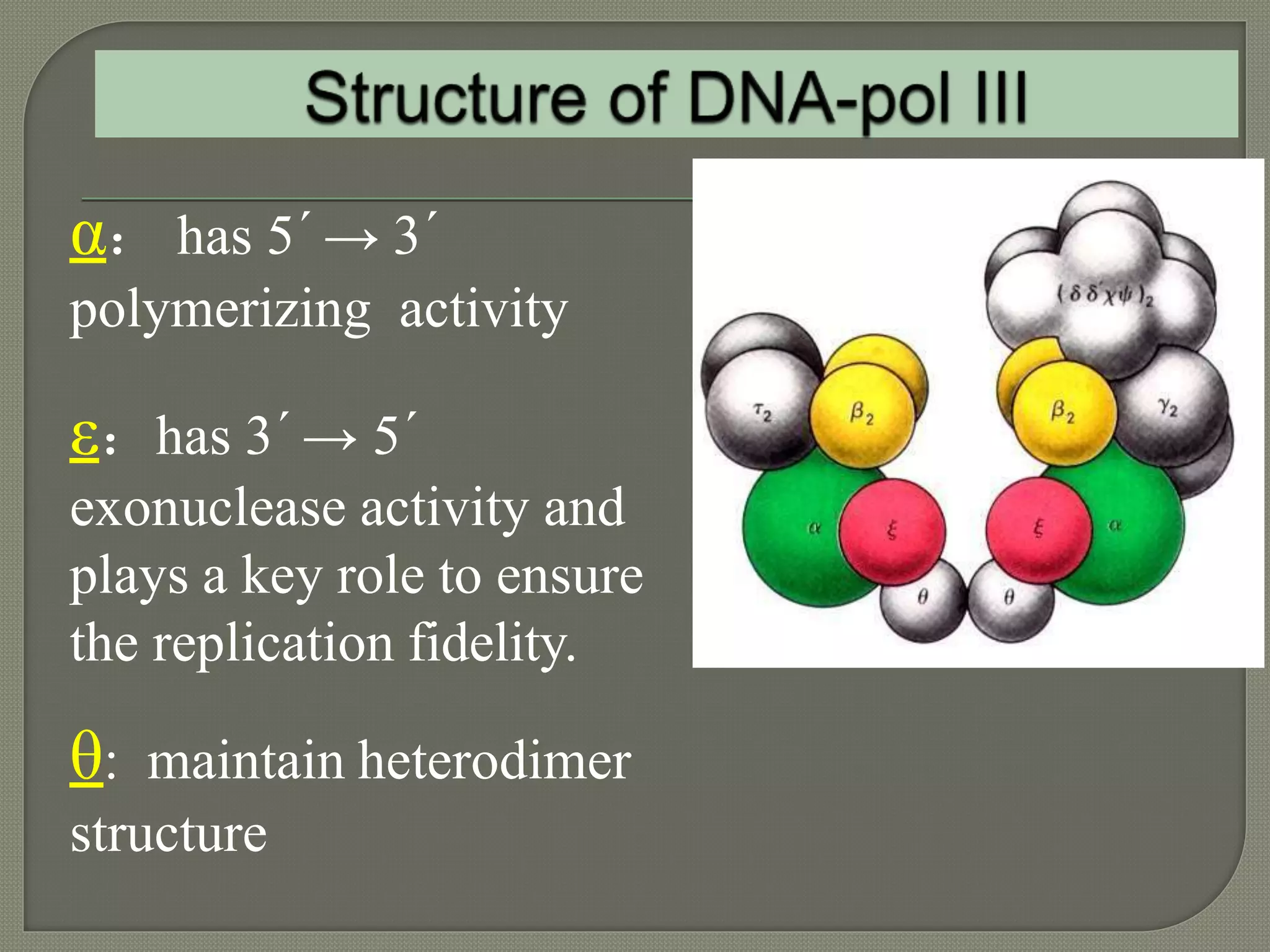 2 dna replication pro & euk. | PPTX