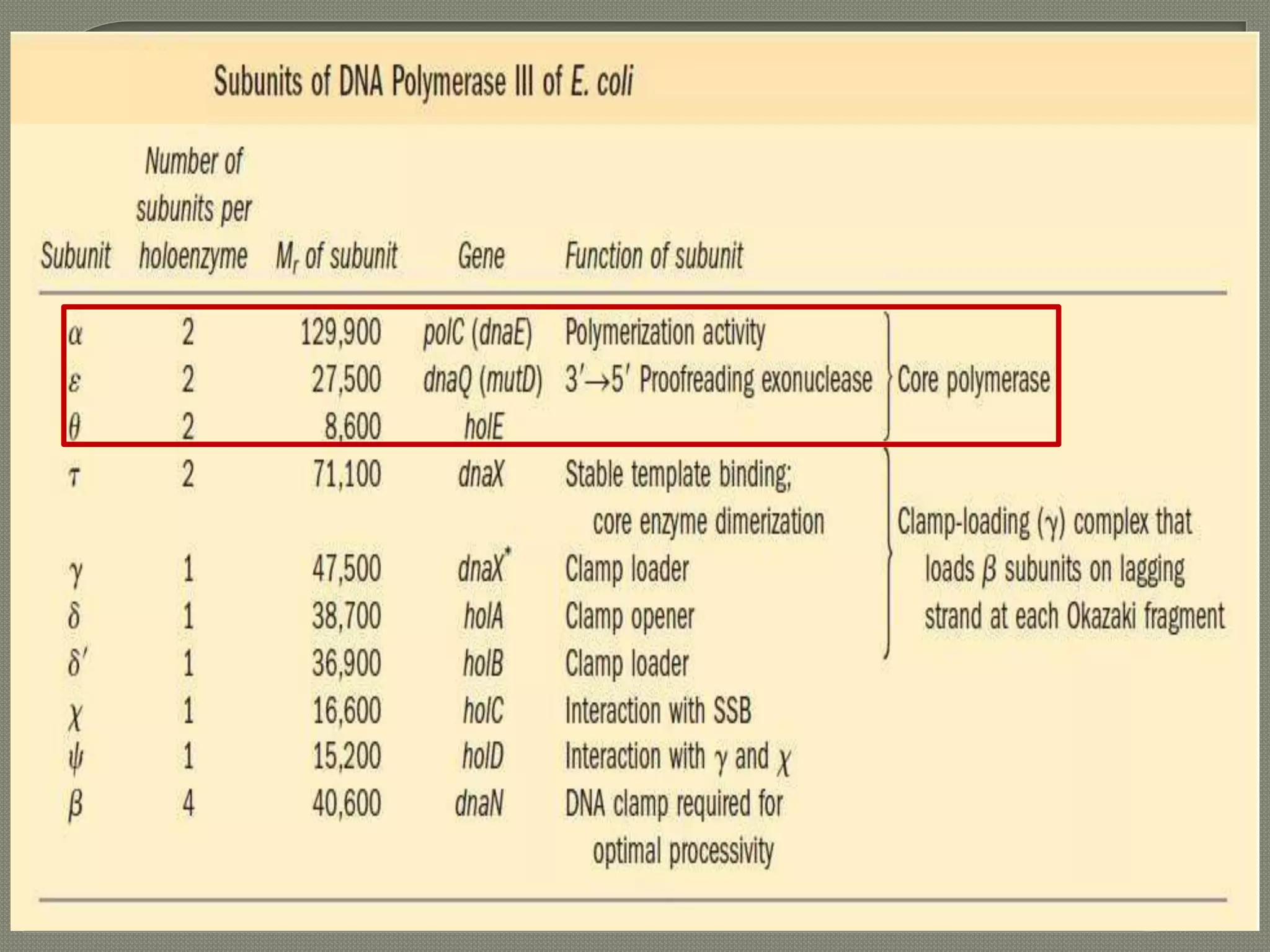 2 dna replication pro & euk. | PPTX