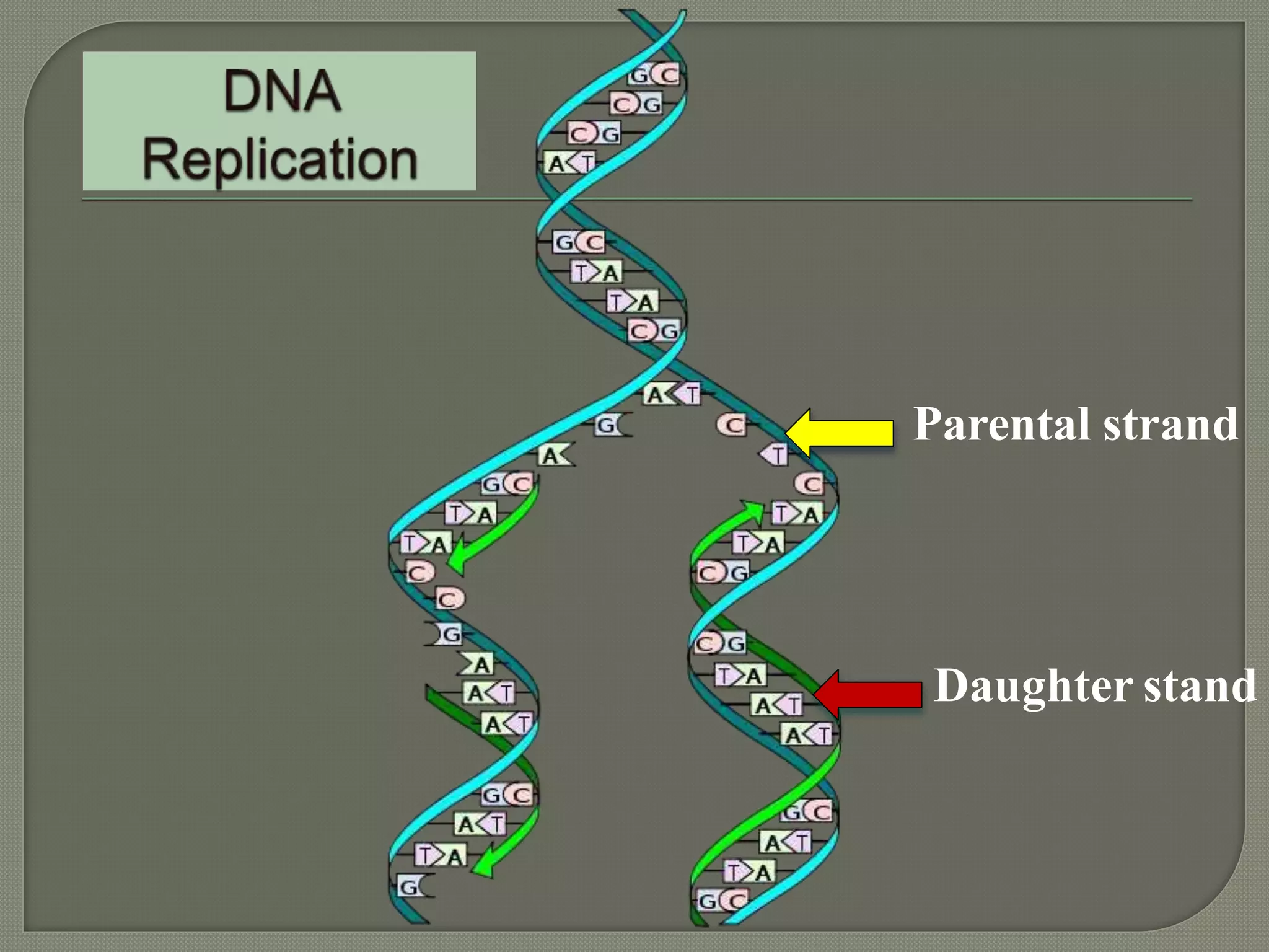 2 dna replication pro & euk. | PPTX