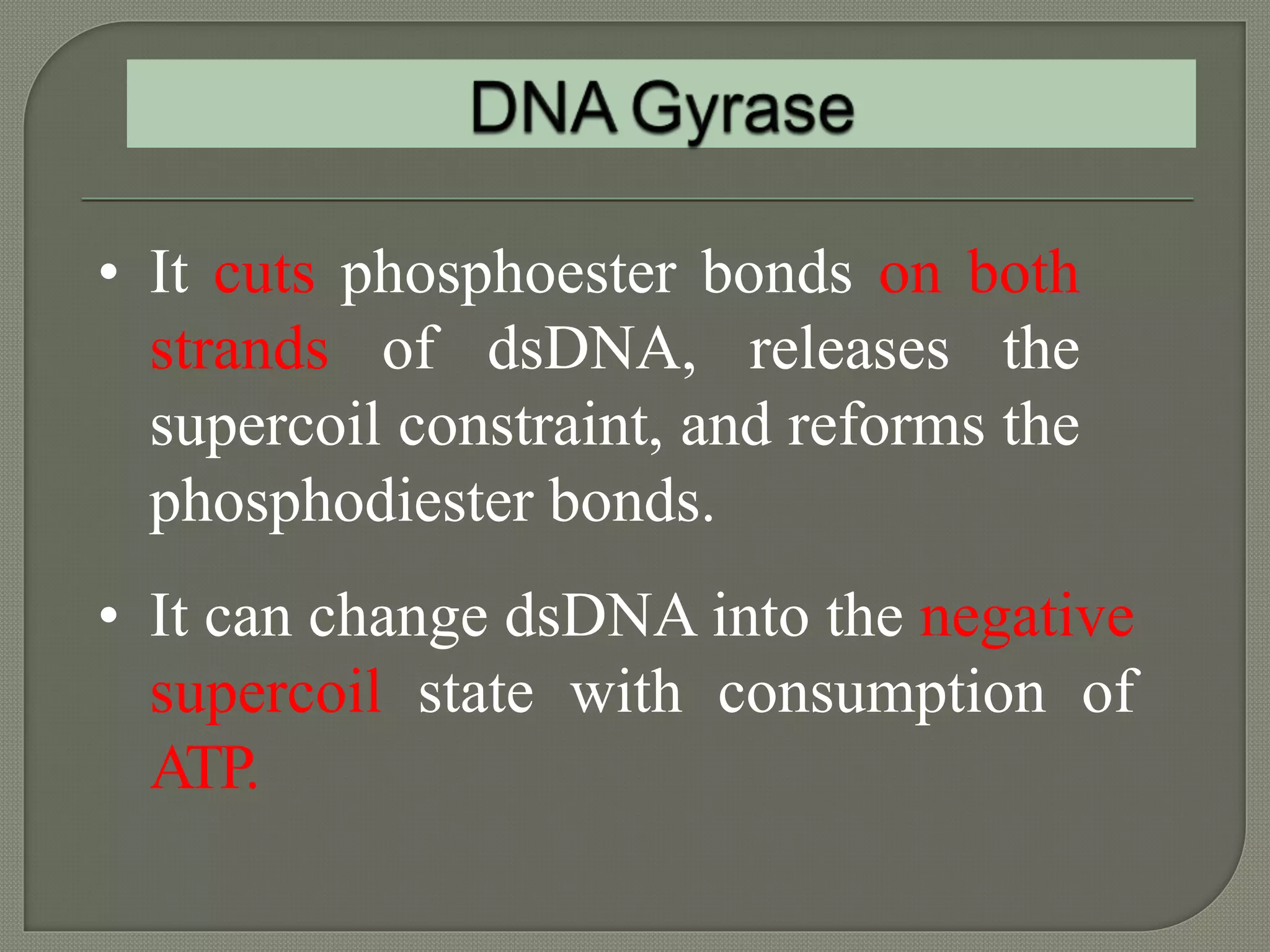 2 dna replication pro & euk. | PPTX