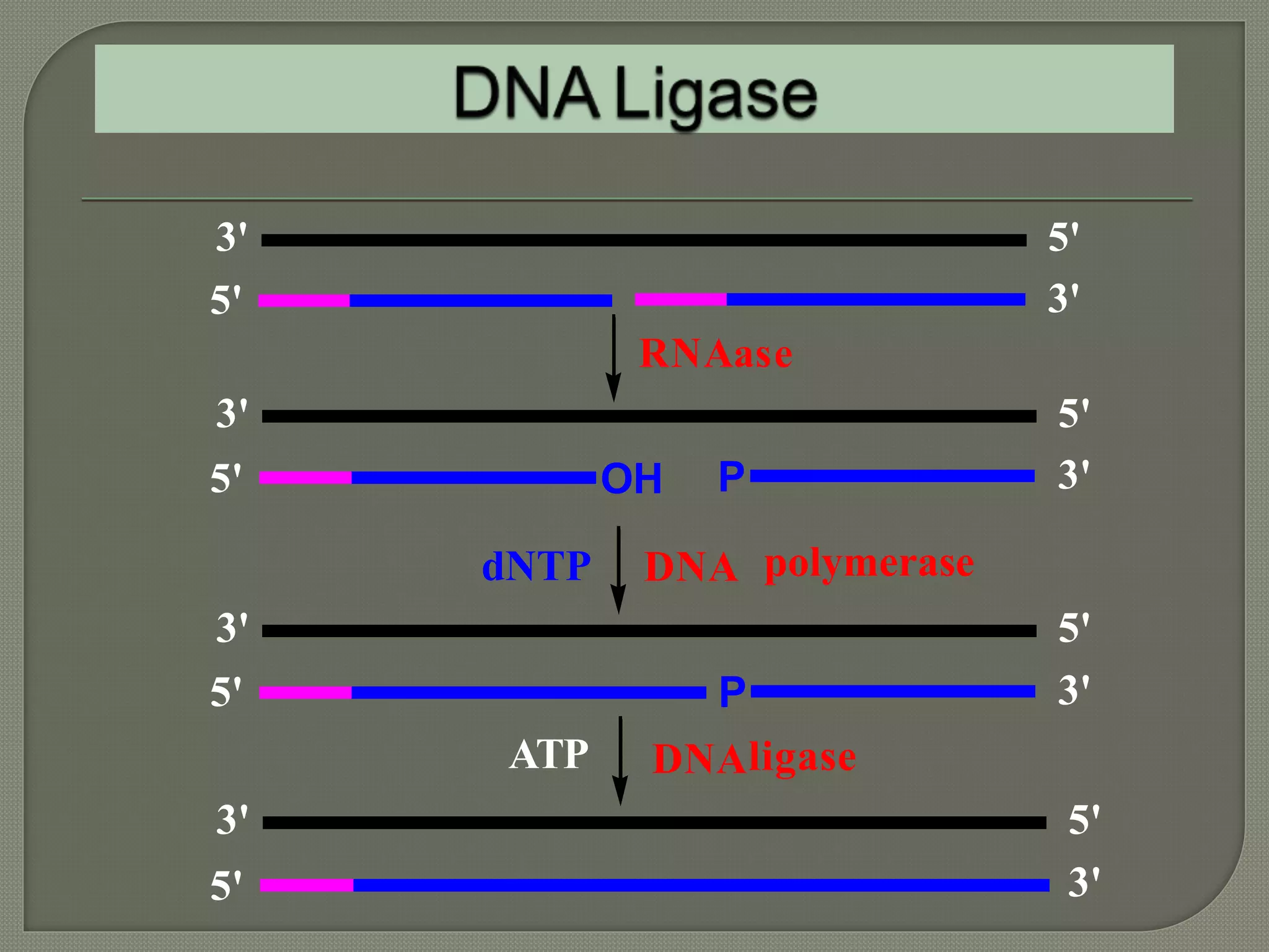 2 dna replication pro & euk. | PPTX
