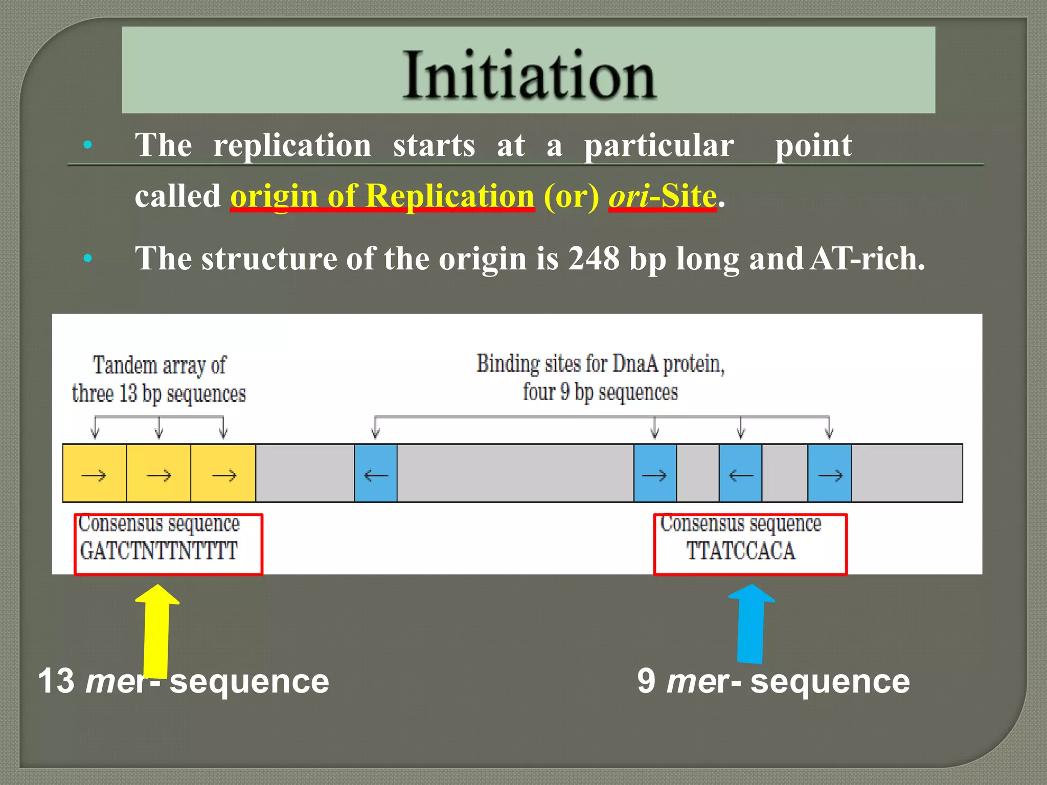 2 dna replication pro & euk. | PPTX