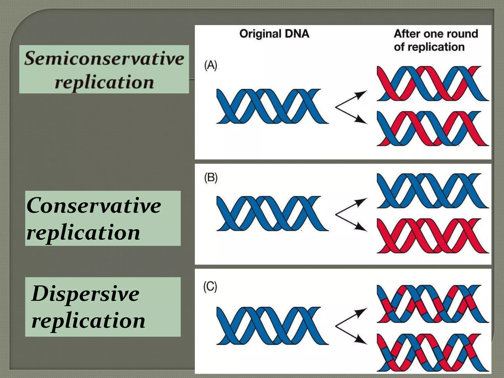 2 dna replication pro & euk. | PPTX