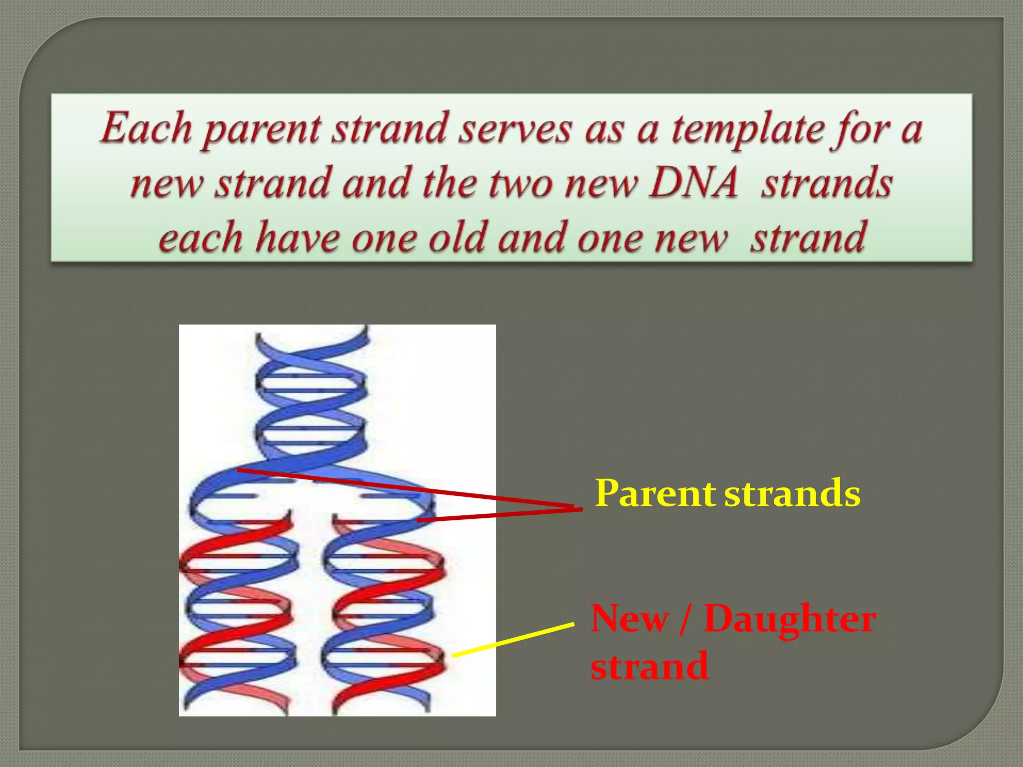 2 dna replication pro & euk. | PPTX