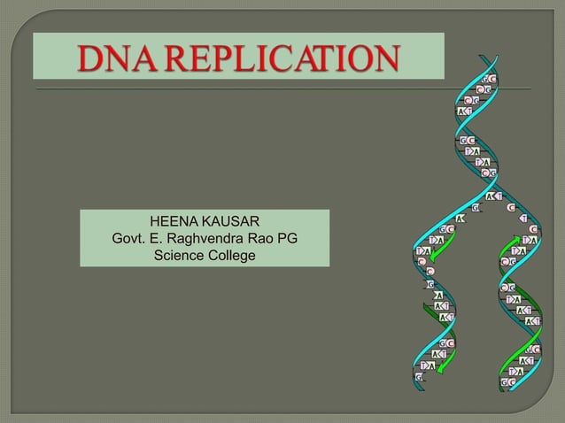 2 dna replication pro & euk. | PPT