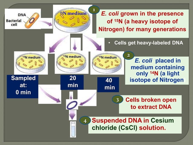 2 dna replication pro & euk. | PPT