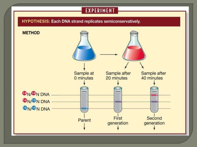 2 dna replication pro & euk. | PPT