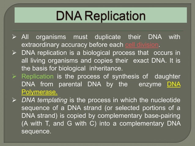 2 dna replication pro & euk. | PPT
