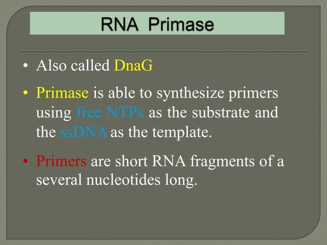 2 dna replication pro & euk. | PPT