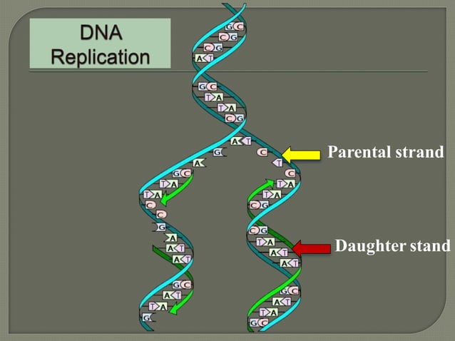 2 dna replication pro & euk. | PPT