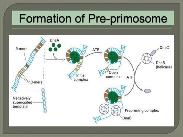 2 dna replication pro & euk. | PPT