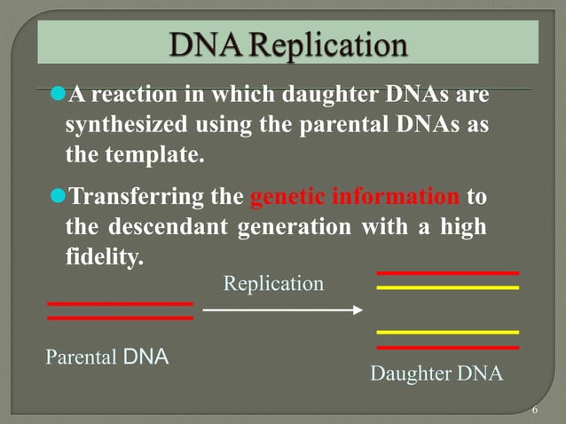 2 dna replication pro & euk. | PPT
