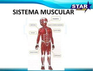 Dibujo Del Sistema Muscular Para Niños