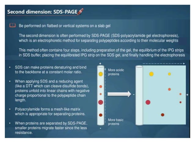Two-dimensional polyacrylamide gel electrophoresis (2D-PAGE) | PDF ...