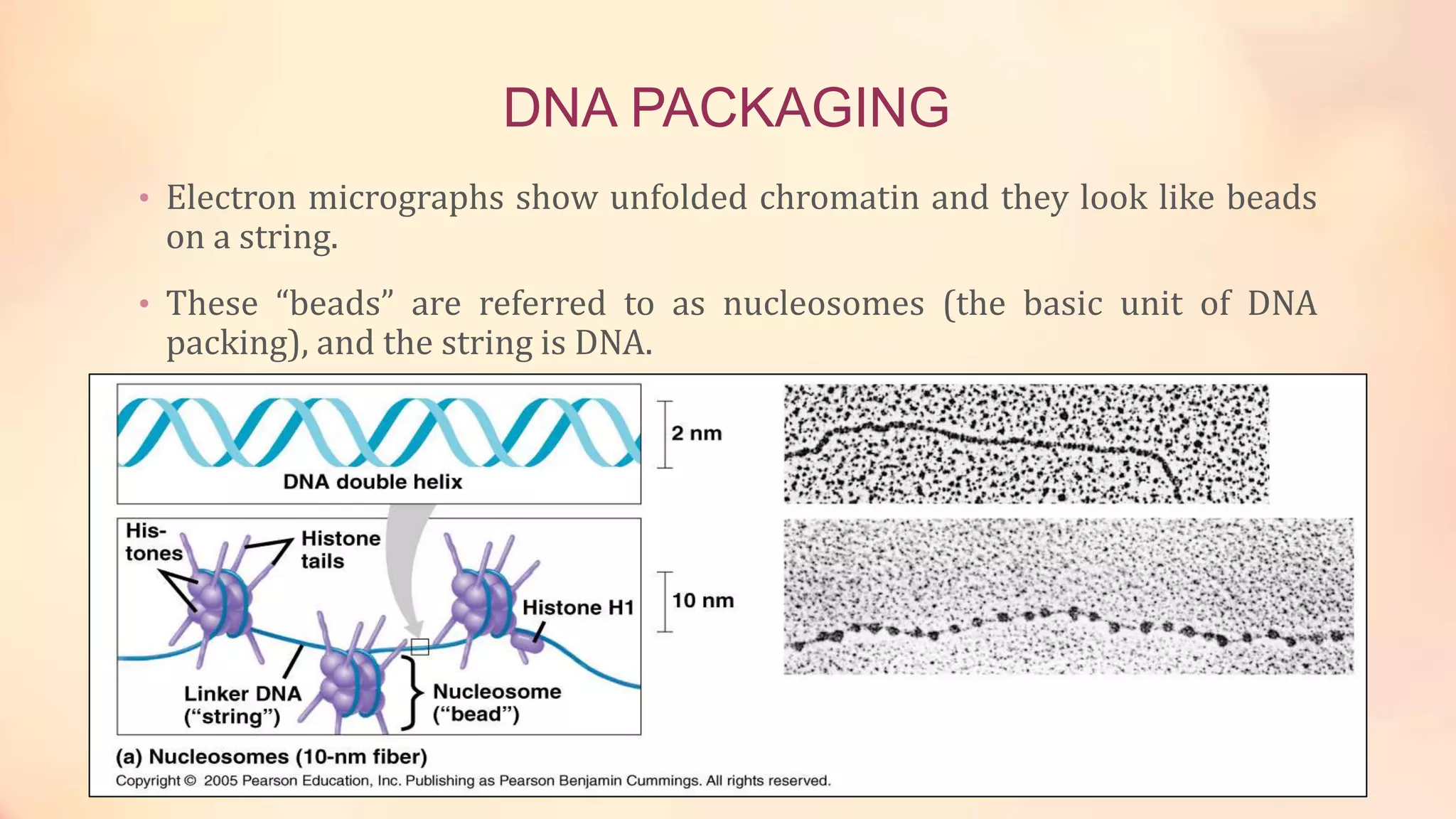 Heterochromatin and euchromatin mains | PPTX