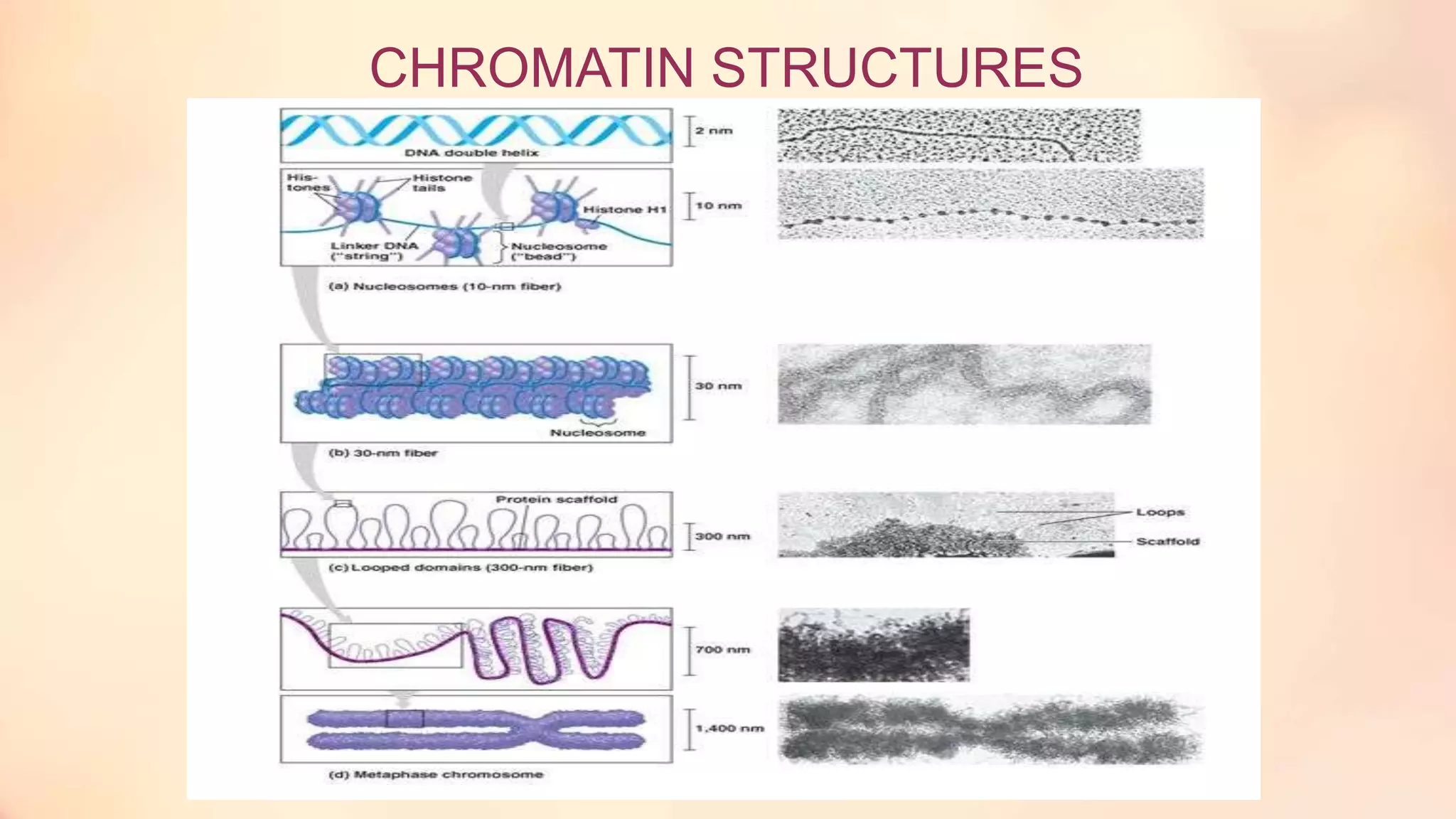 Heterochromatin and euchromatin mains | PPTX